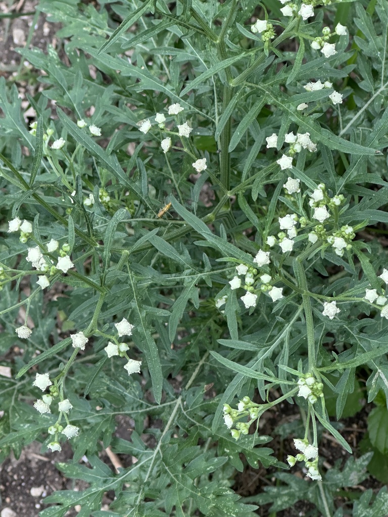 Santa Maria feverfew from Eaglebrook St, San Antonio, TX, US on June 19 ...