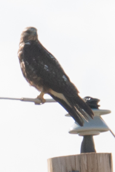 Swainson's Hawk from Vernal, UT, US on June 10, 2023 at 09:30 AM by ...