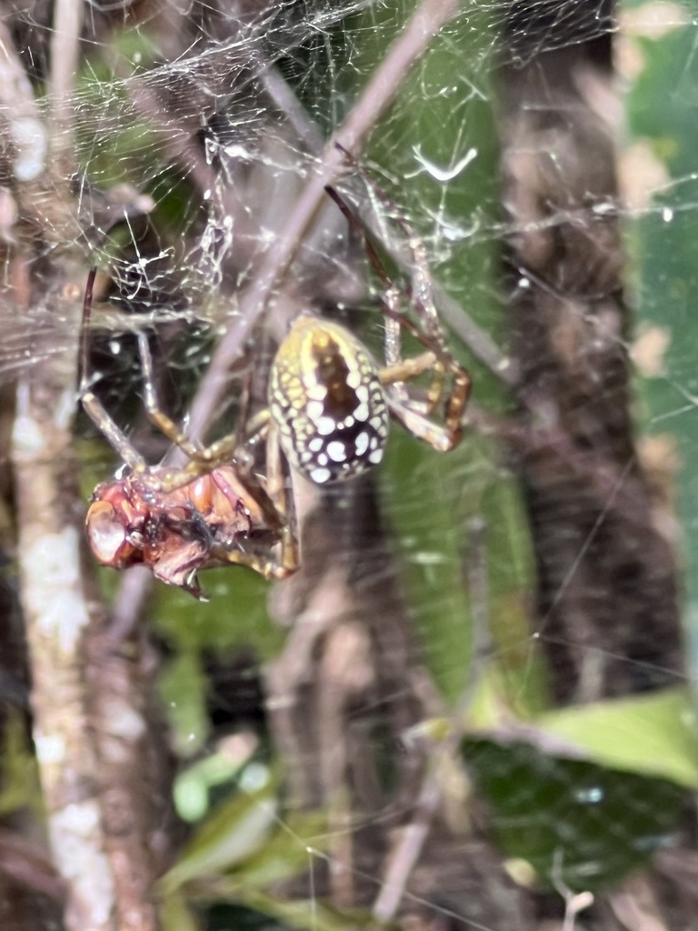 Dome Web Spider from NavBase Guam Naval Magazine, Agat, Guam, US on ...