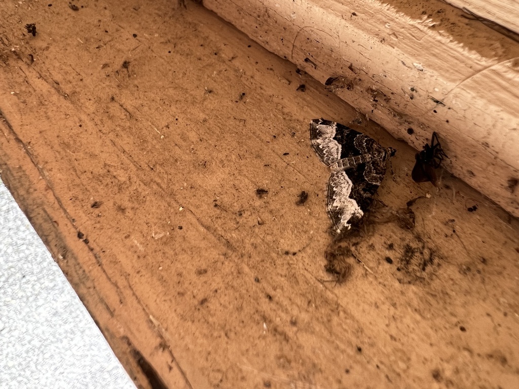 American Sharp-angled Carpet in June 2023 by Kyle Klotz · iNaturalist