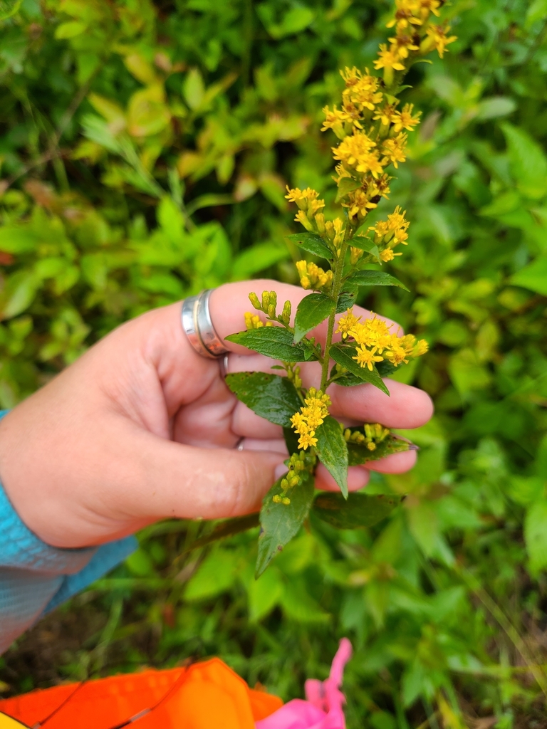 common wrinkle-leaved goldenrod from Loris, SC 29569, USA on June 21 ...