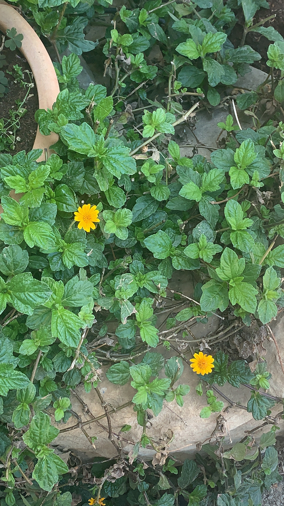 trailing daisy from Haifa, IL on June 15, 2023 at 12:56 PM by pb7 ...