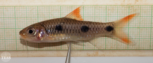 Enteromius traorei · iNaturalist