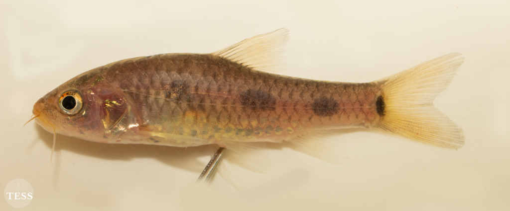 Enteromius liberiensis in April 2021 by russellbriantate · iNaturalist