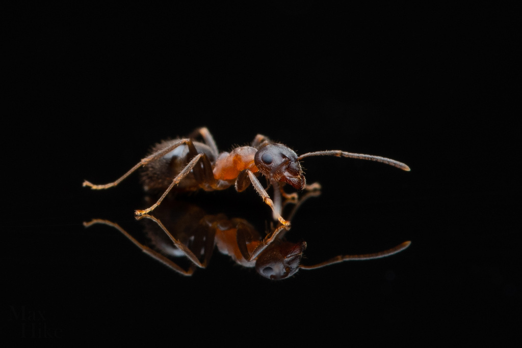 central european bicolored ant from Palisades Interstate Park, Fort Lee ...
