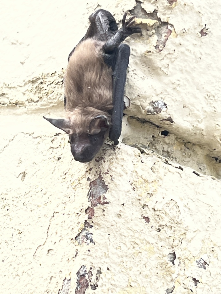 Indiana Bat in June 2023 by Bandit Munn · iNaturalist