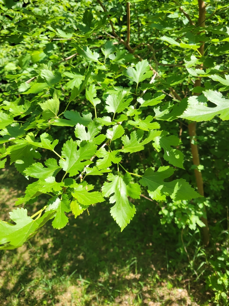 white mulberry from Oceana County, US-MI, US on June 21, 2023 at 12:06 ...