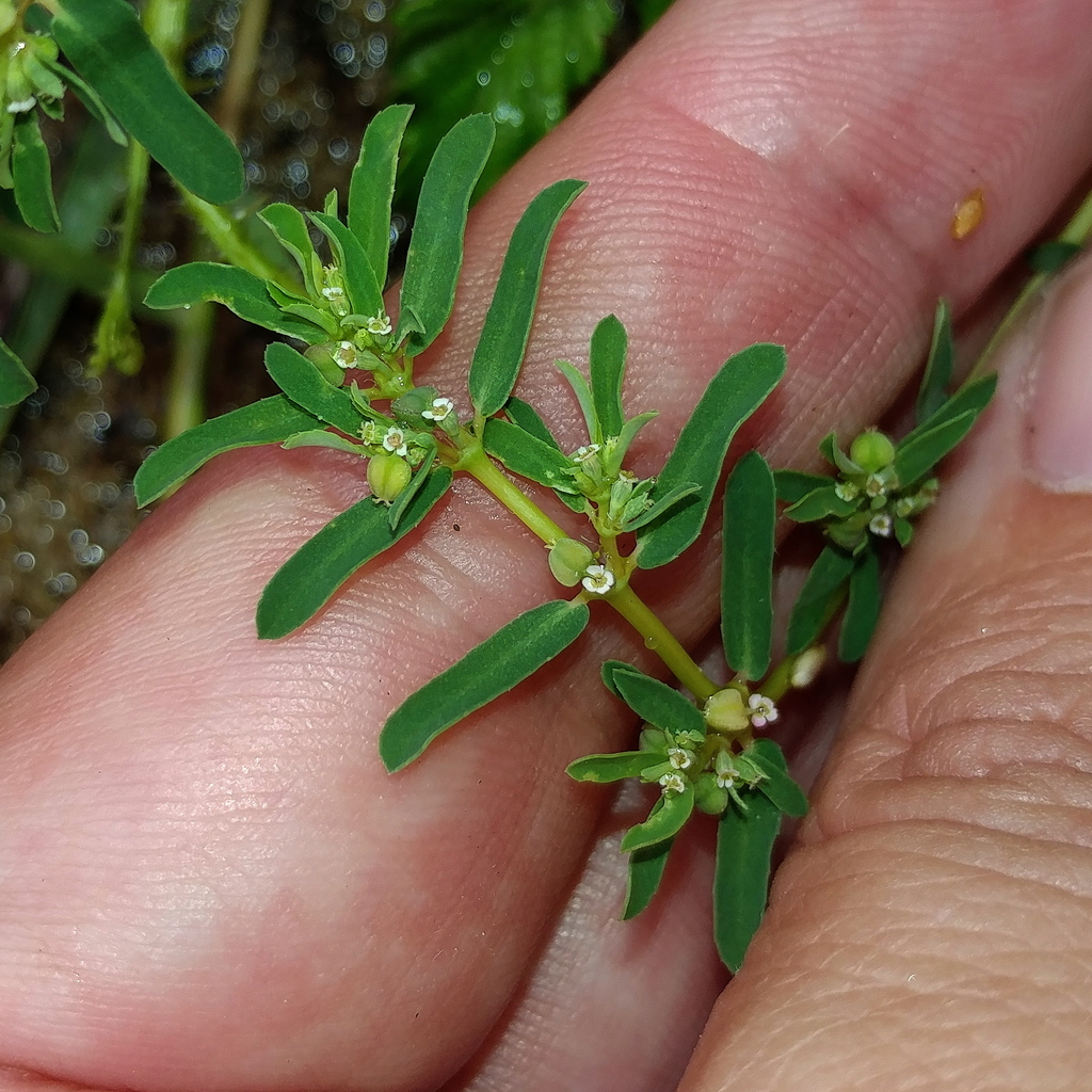 Glabrous Spotted Spurge from Port Arthur, TX, USA on August 7, 2018 at ...