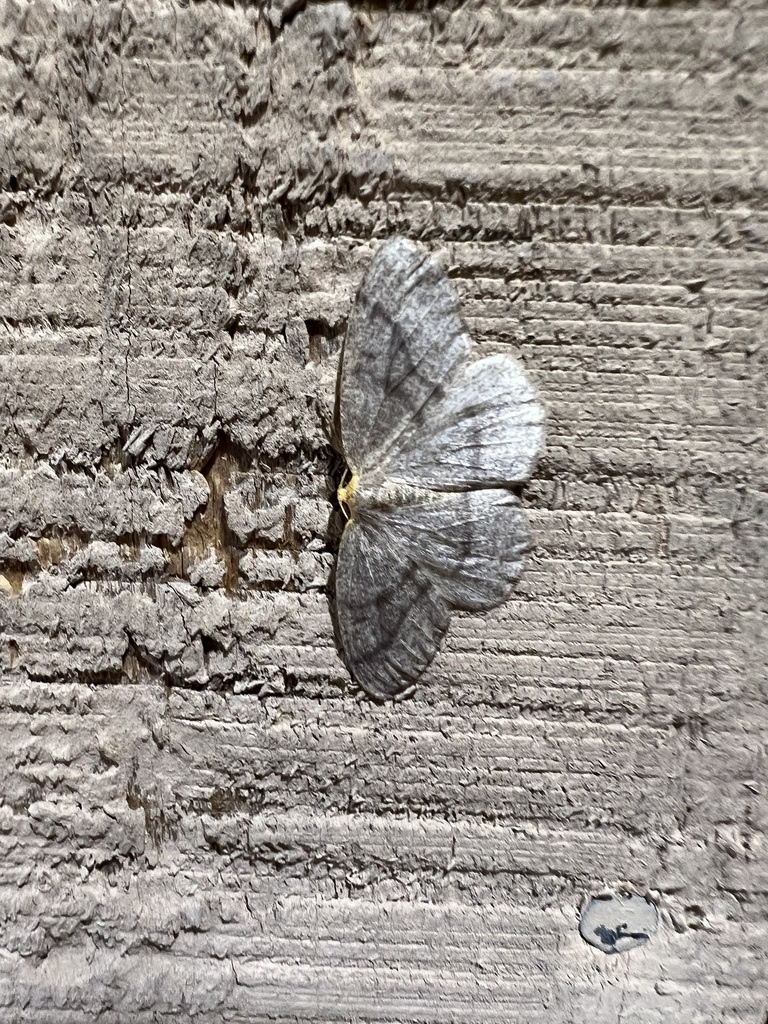 Curved-lined Looper Moth in June 2023 by Kyle Klotz · iNaturalist