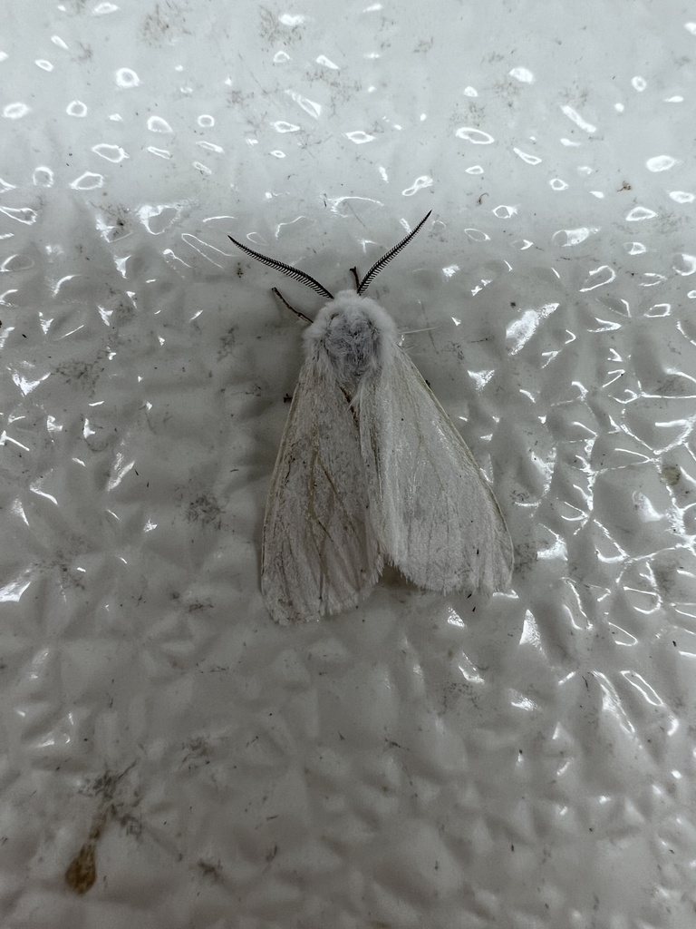 Fall Webworm Moth in June 2023 by Kyle Klotz · iNaturalist