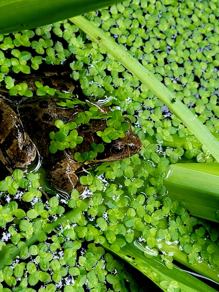 European Common Frog from Dawley Hamlets, Telford, UK on June 21, 2023 ...