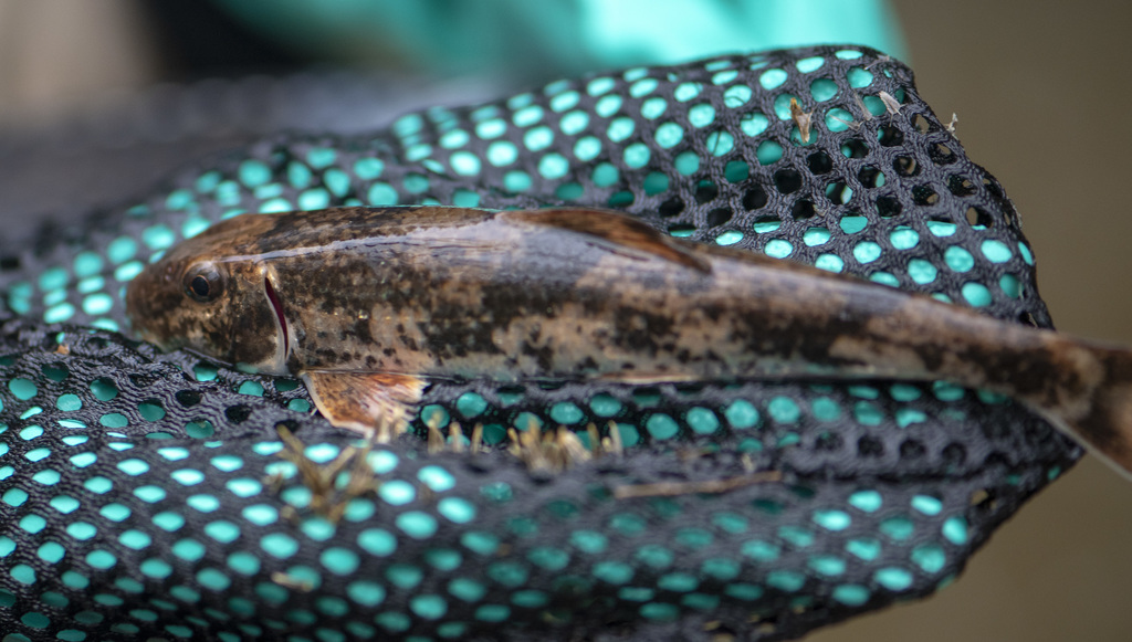 Northern Hog Sucker in December 2018 by Owen Ridgen · iNaturalist