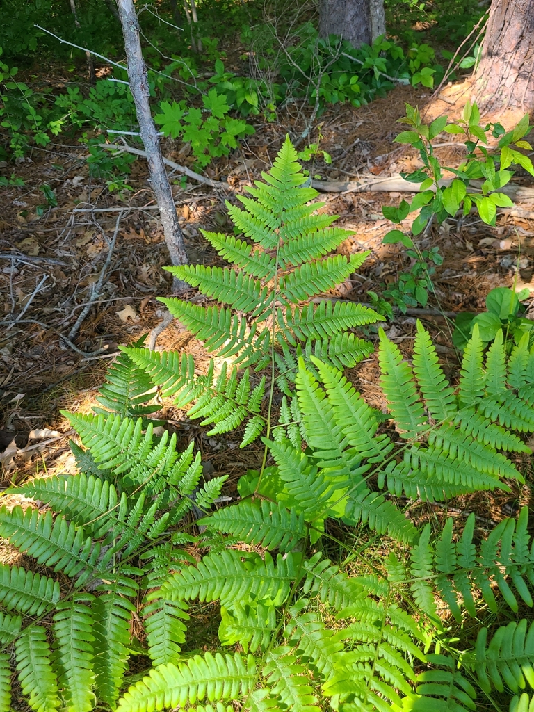 common bracken from Exeter, NH 03833, USA on June 21, 2023 at 04:27 PM ...