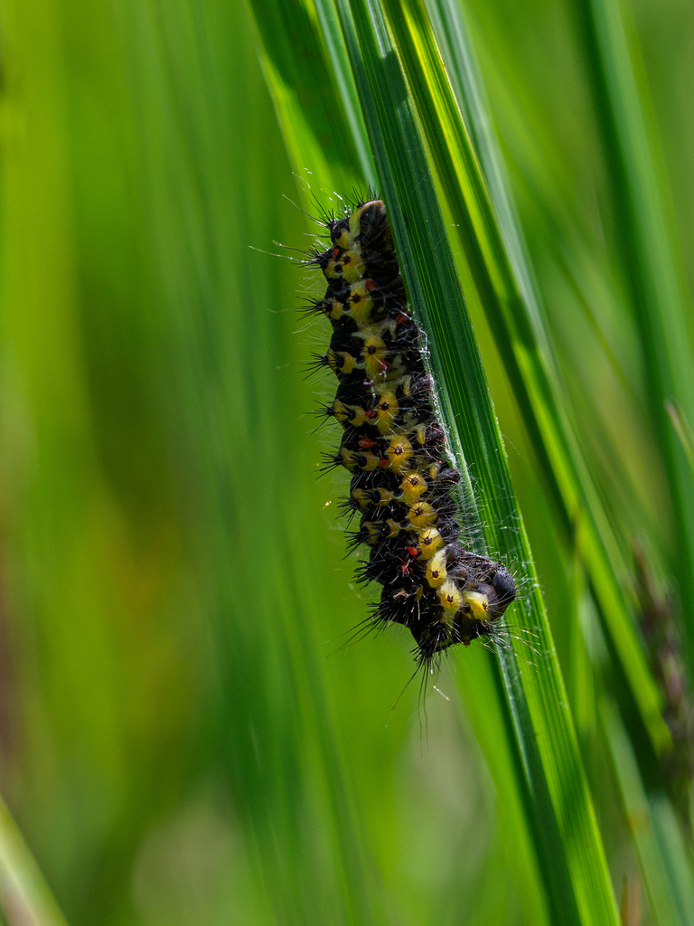 Small Emperor Moth from 83646 Bad Tölz, Deutschland on June 20, 2023 at ...