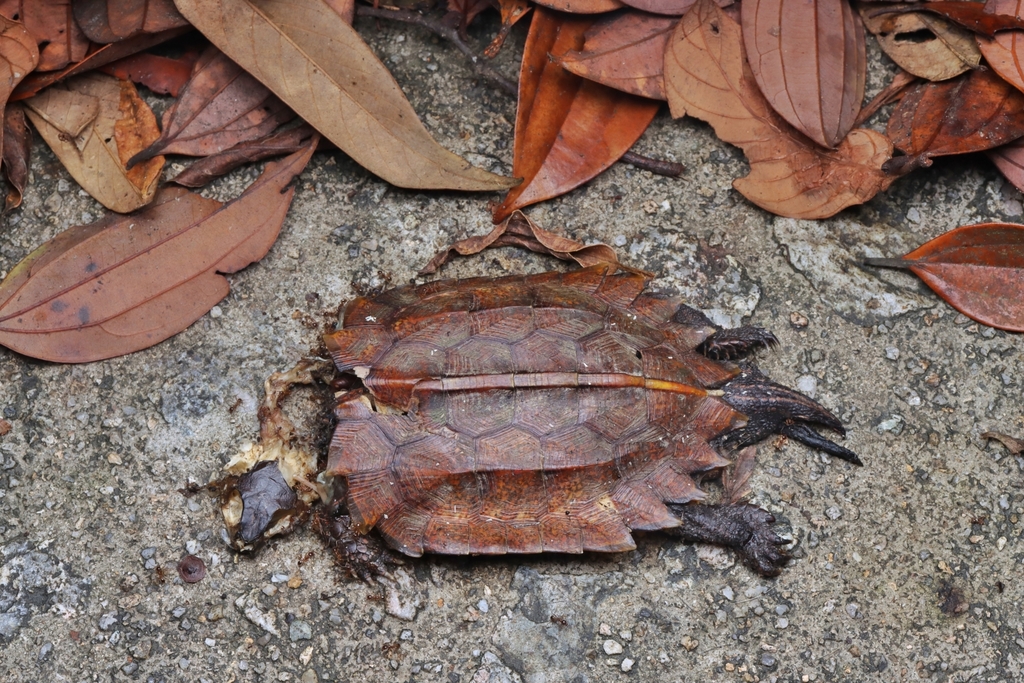 Black-breasted Hill Turtle in June 2023 by Spark · iNaturalist