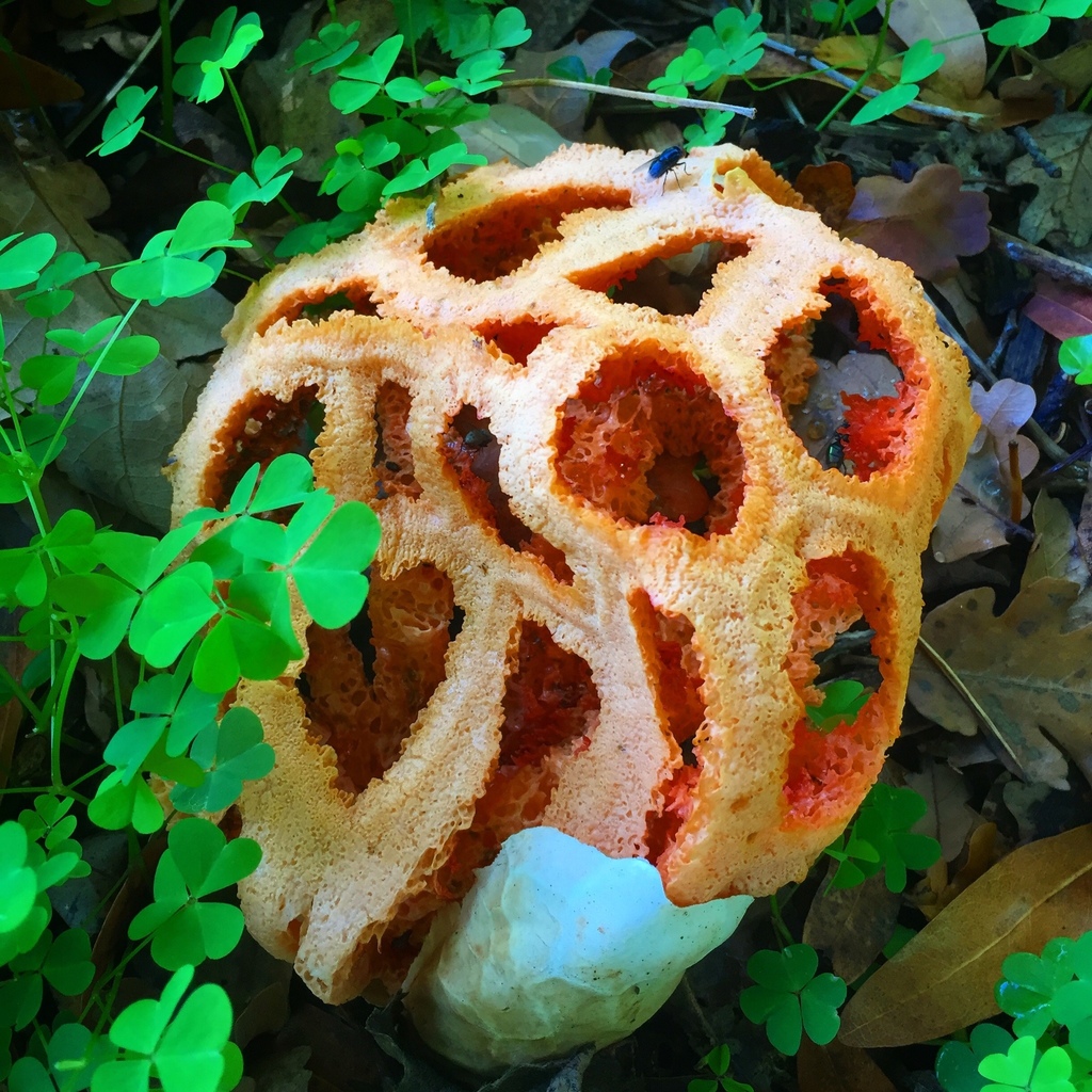 red-cage fungus (MAGC Flora & Fauna) · iNaturalist