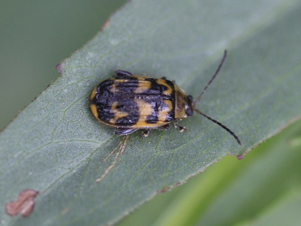 Capraita conspurcata from Durango, Mexico on June 21, 2023 at 12:26 PM ...