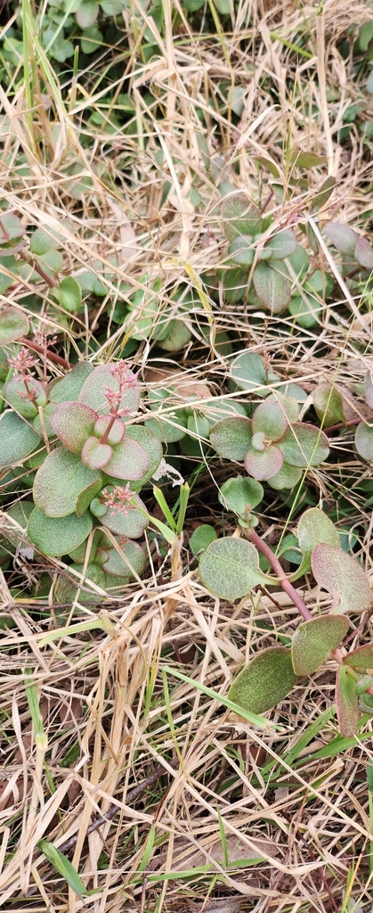 Fairy Stonecrop from Douglas Park NSW 2569, Australia on June 22, 2023 ...