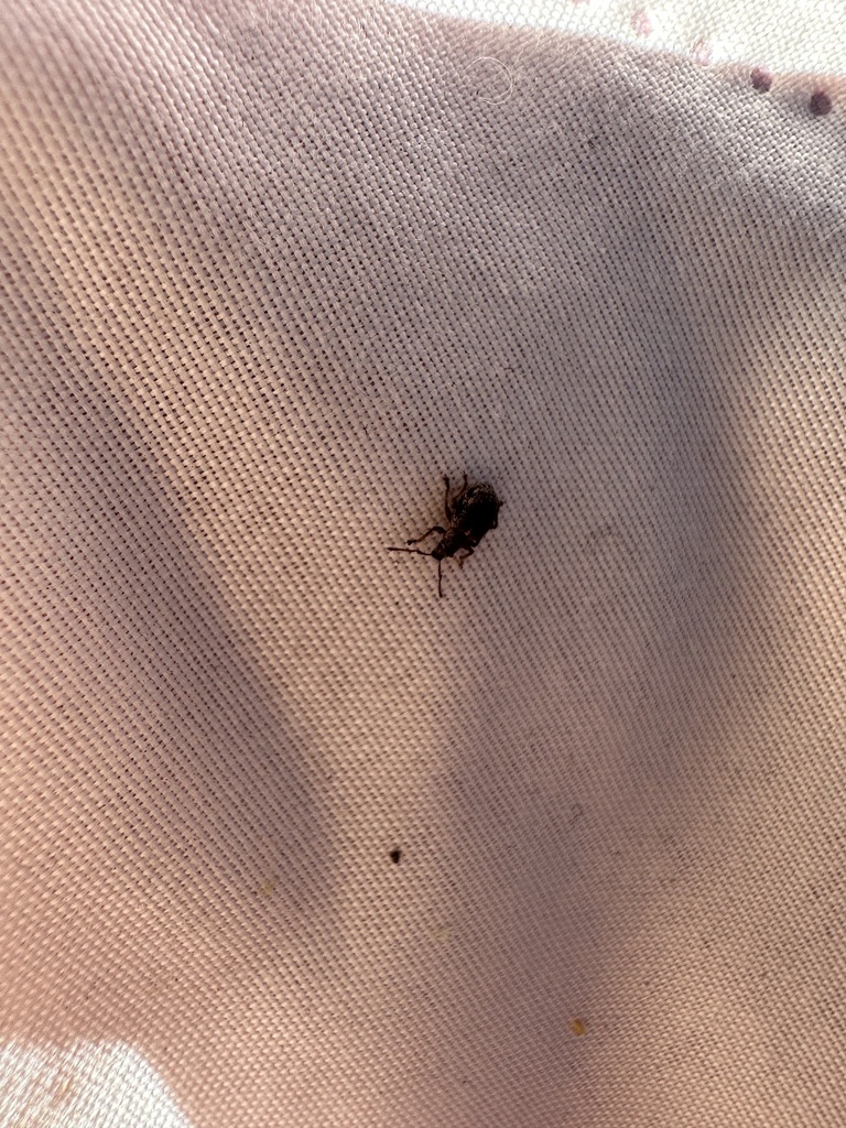 Snout and Bark Beetles from Coconino National Forest, Happy Jack, AZ ...