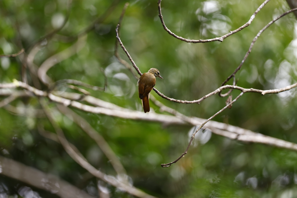 Plain Xenops from Calle A, David, Chiriqui, PA on June 21, 2022 at 07: ...
