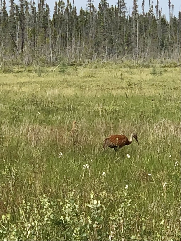 Sandhill Crane from Parc national de la Pointe, Ste-Monique, QC, CA on ...