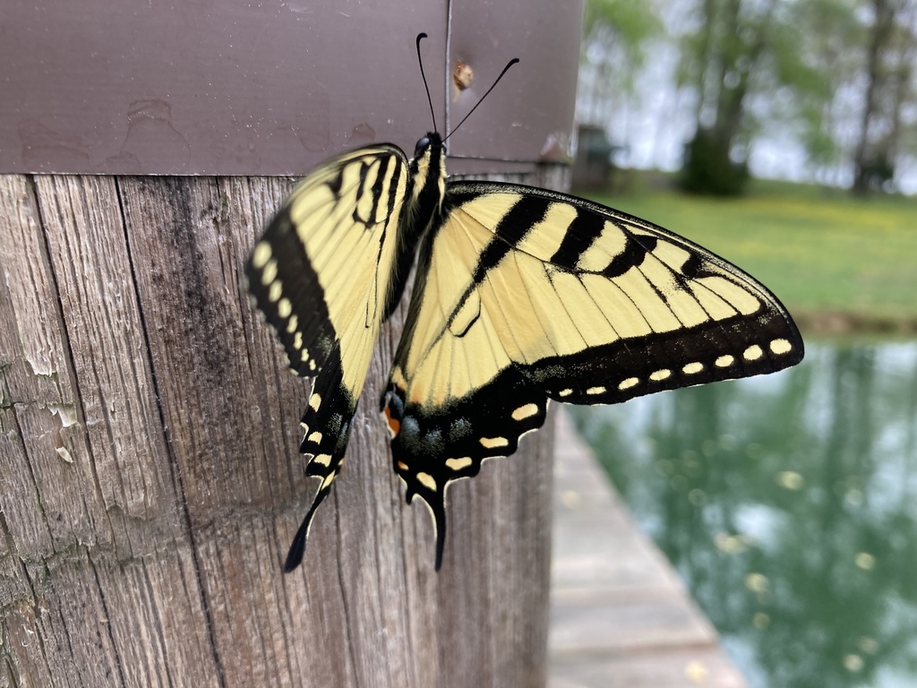 Eastern Tiger Swallowtail from Mayodan, NC, US on April 8, 2023 at 09: ...