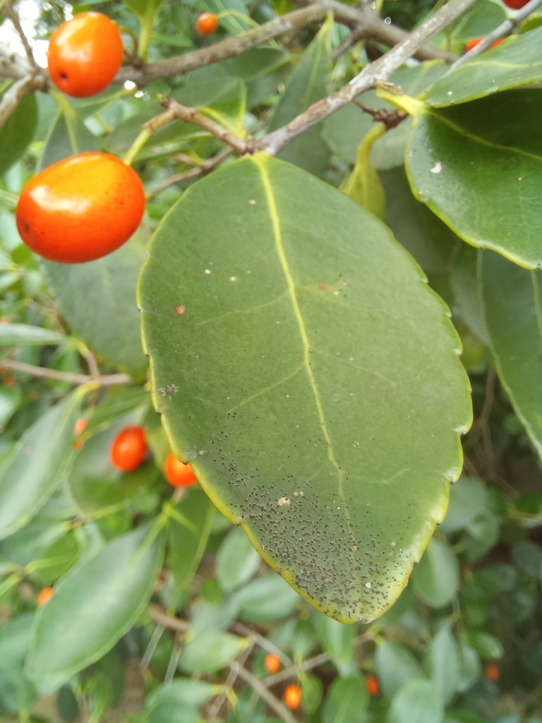 Red-fruited Olive Plum from Sydney NSW, Australia on April 6, 2023 at 10:05 AM by Dr Fiona H.L ...