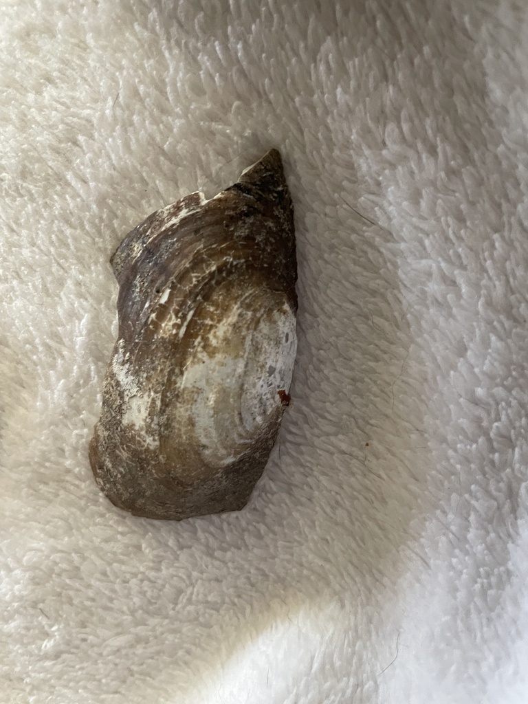 Western Ridged Mussel from sẃiẃs Park, Okanagan-Similkameen, BC, CA on ...