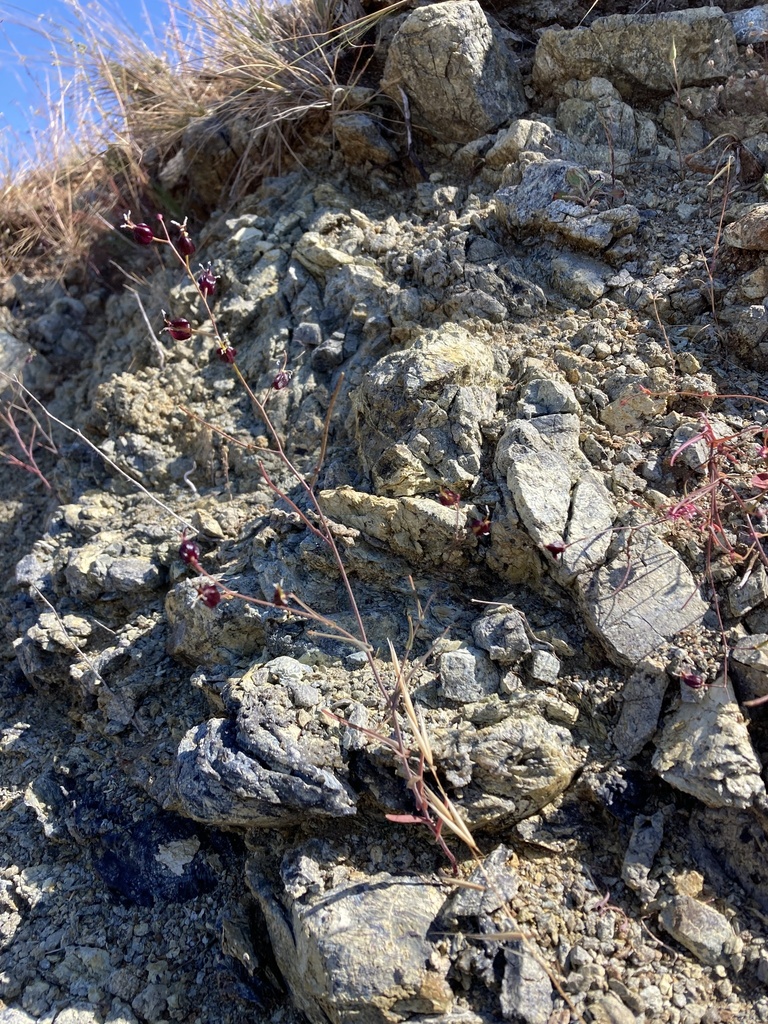 bristly jewelflower from Old St. Hilary'S Open Space, Tiburon, CA, US ...