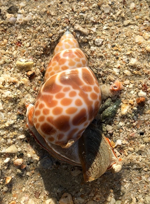 Indian Babylon Snail from Alvai, Sri Lanka on December 28, 2022 at 03: ...