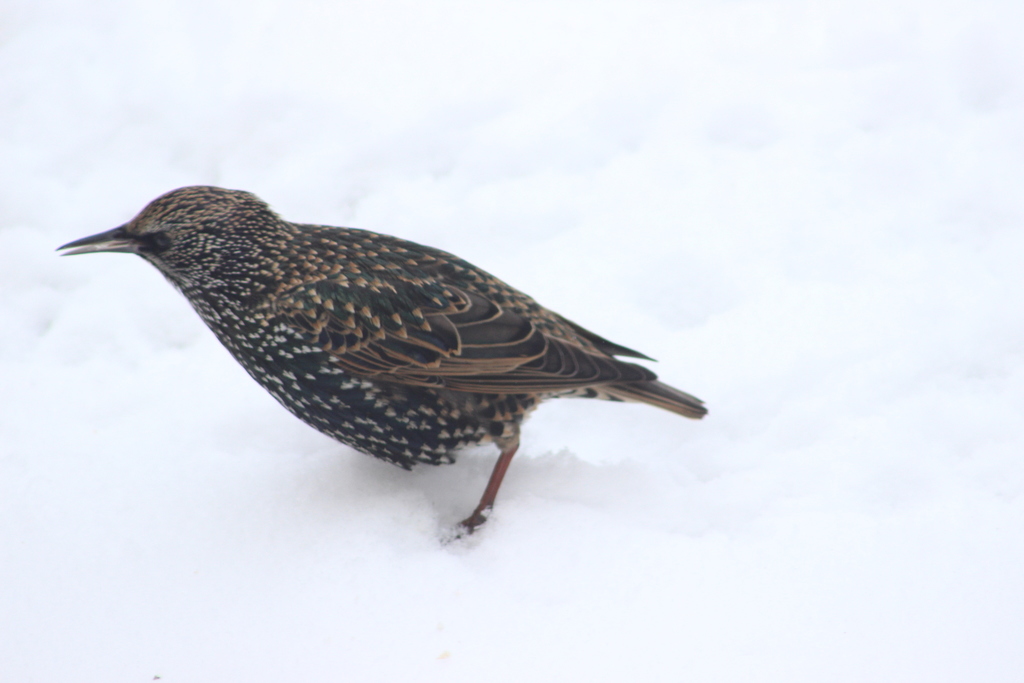 European Starling from Oil City, PA 16301, USA on January 8, 2014 at 11 ...