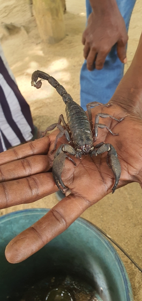 Gigantometrus from Badulla on June 22, 2023 at 11:18 AM by Katydid ...