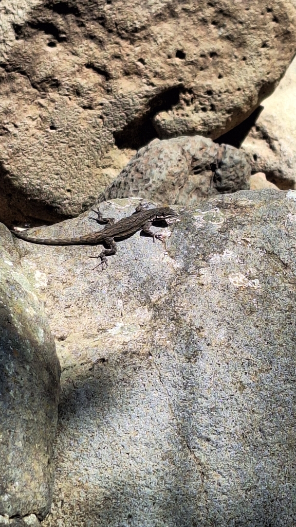 Ornate Tree Lizard from Strawberry, AZ 85544, USA on June 19, 2023 at ...