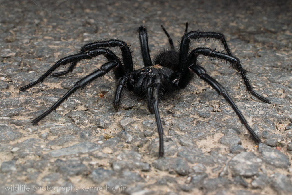 Northern Tunnel Spiders from Tam Đảo District, Vĩnh Phúc, Vietnam on ...