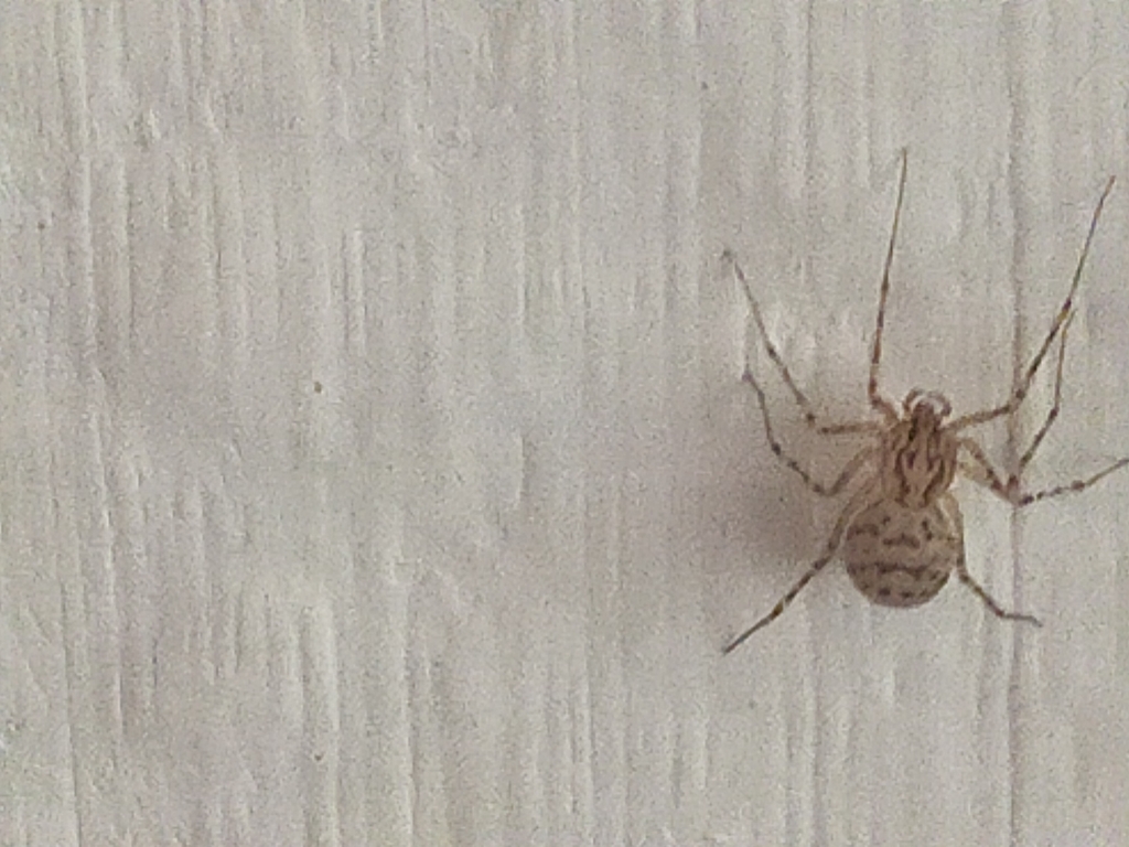 Common Spitting Spider from Innenstadt, Ahlen, Deutschland on June 22 ...