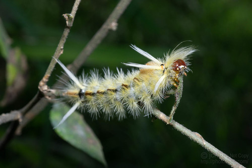 Photo 29260253, (c) Joseph Connors, all rights reserved, uploaded by ...