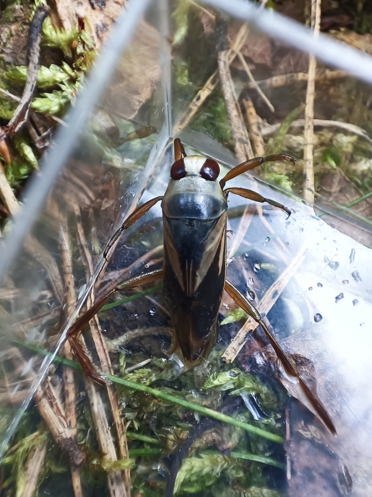 Notonecta obliqua from 351 34 Skalná, Česko on June 22, 2023 at 10:59 ...