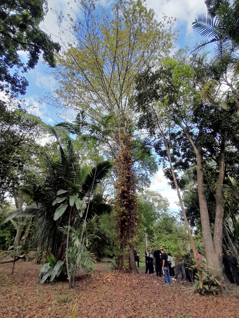 cannonball tree from Chacao, Miranda, Venezuela on June 10, 2023 at 04: ...