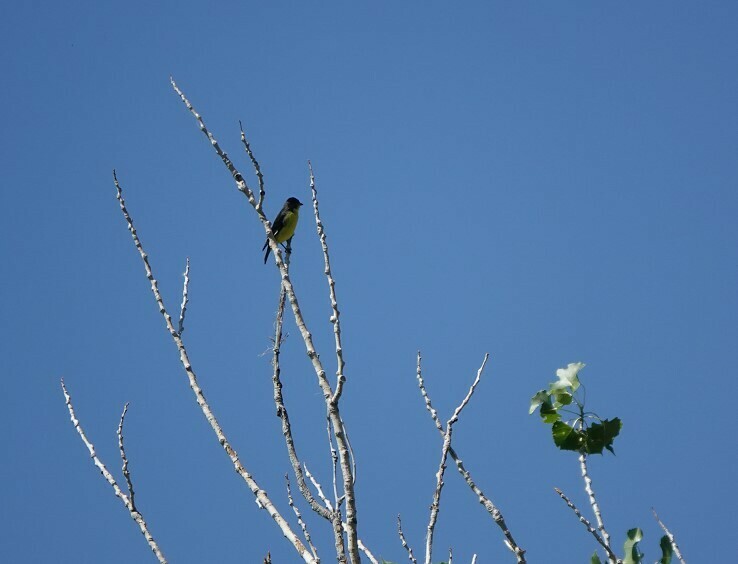 Lesser Goldfinch from Denver Audubon Nature Center on June 21, 2023 at ...