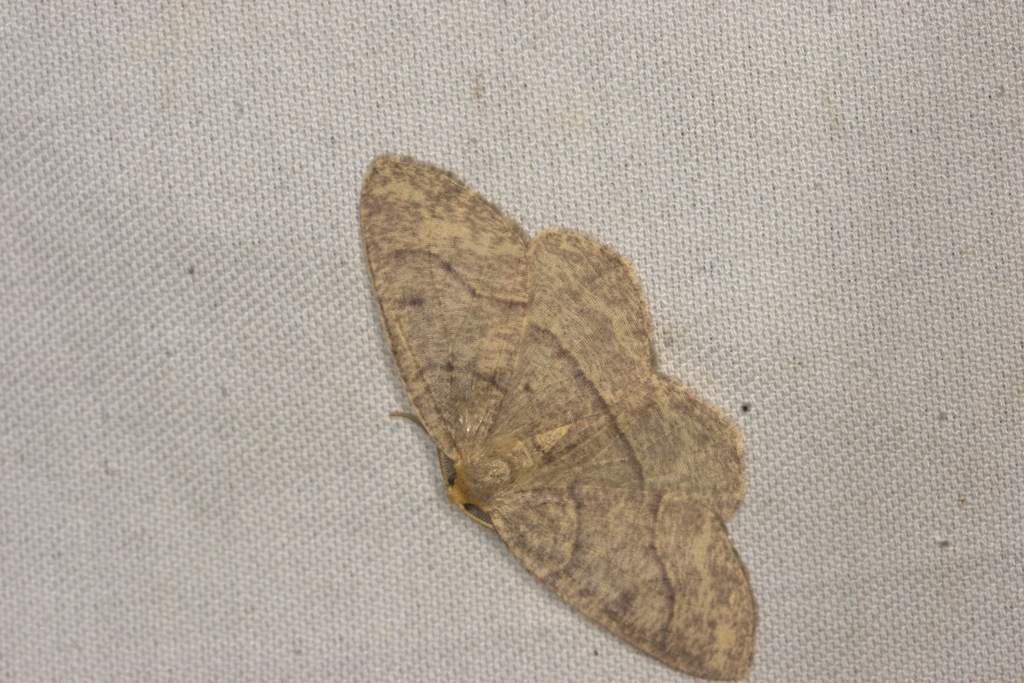 Curved-lined Looper Moth from Telegraph Rd, Patuxent RR, MD USA on ...