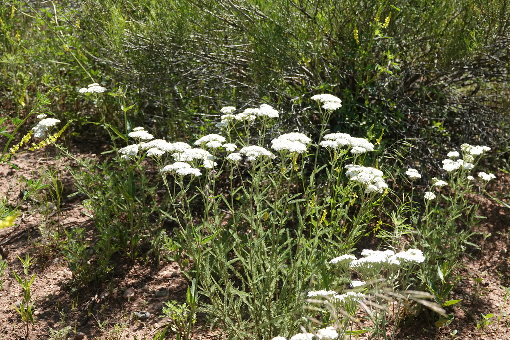 common yarrow complex from Denver Audubon Nature Center on June 21 ...