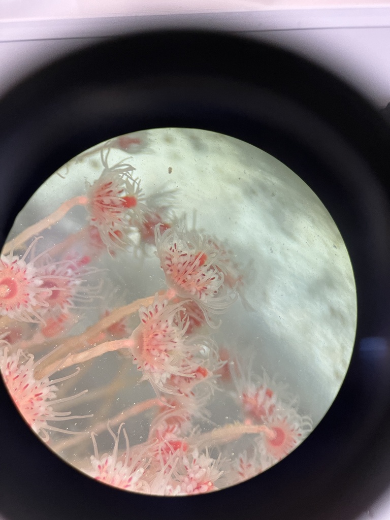 tubular hydroid from North Atlantic Ocean, South Kingstown, RI, US on ...