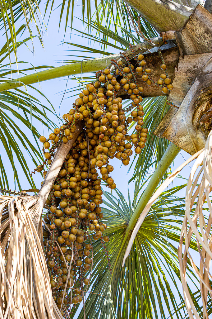 moriche palm from Lago Municipal de Itajá - GO, Brasil on May 16, 2023 ...