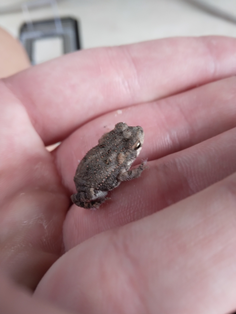 Gulf Coast Toad from Scenic Oaks, San Antonio, TX, USA on June 22, 2023 at 11:51 AM by Wyatt ...