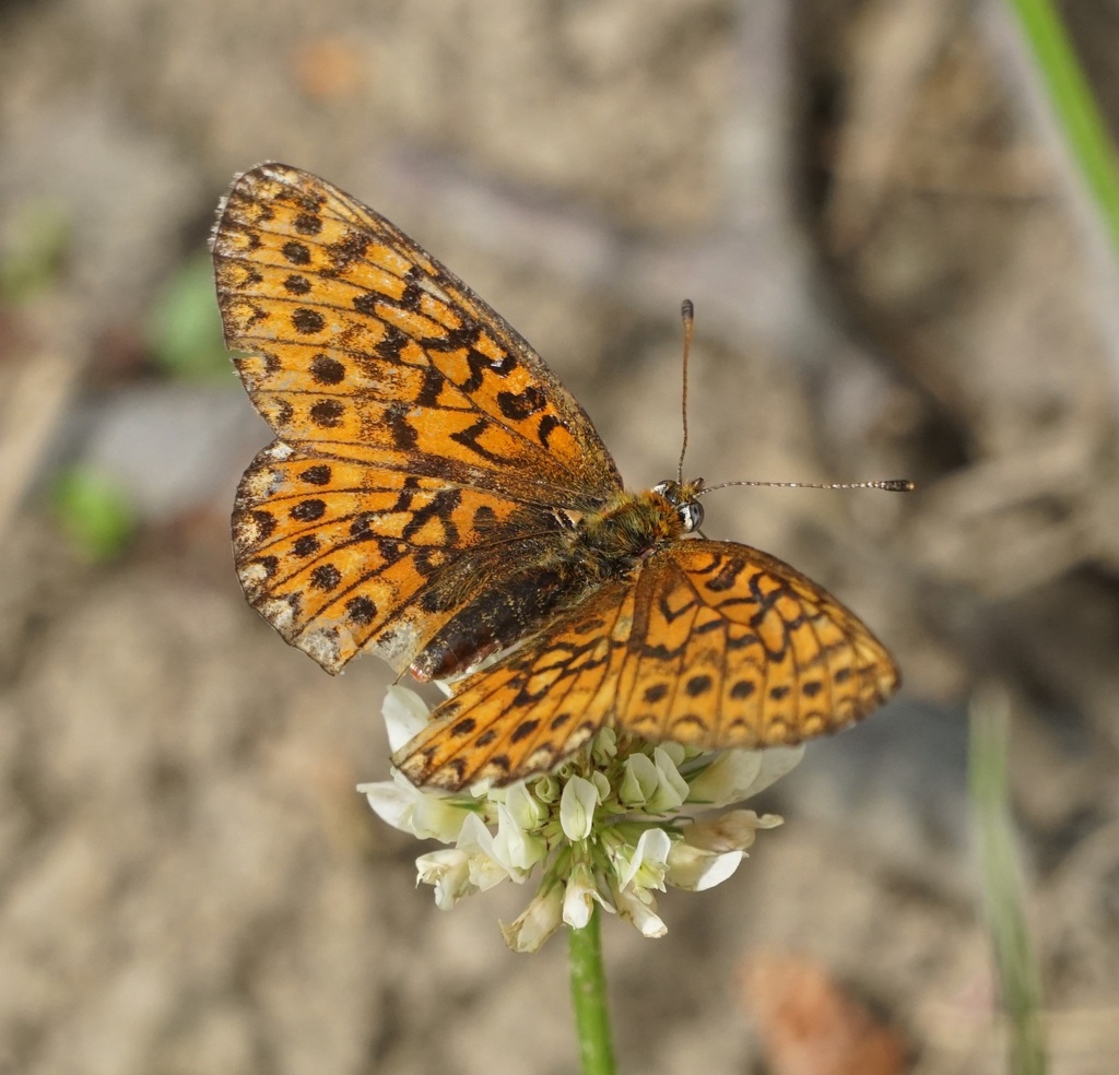 Bog Fritillary in June 2023 by Mason Corden · iNaturalist