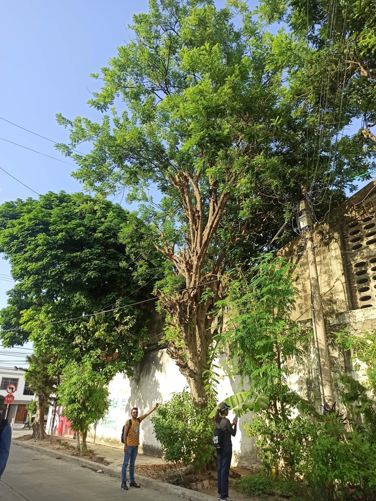 Fence Post Tree from Br. Abajo, Nte. Centro Historico, Barranquilla ...