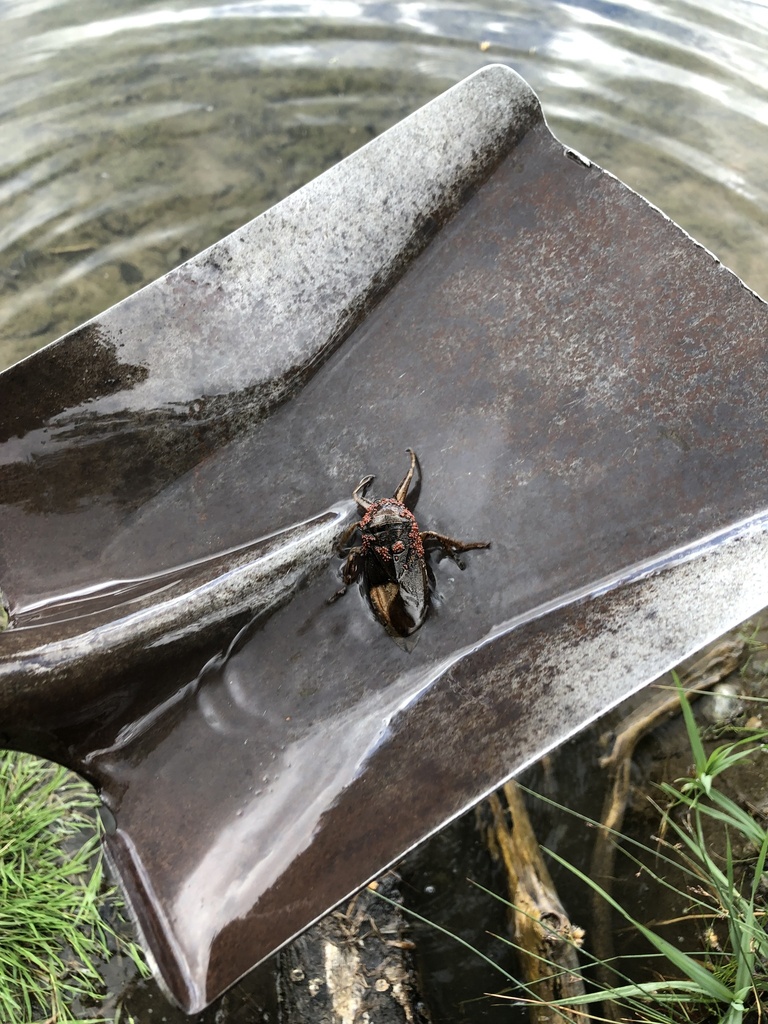 American Giant Water Bug from Hallam Lake, Aspen, CO, US on June 22 ...