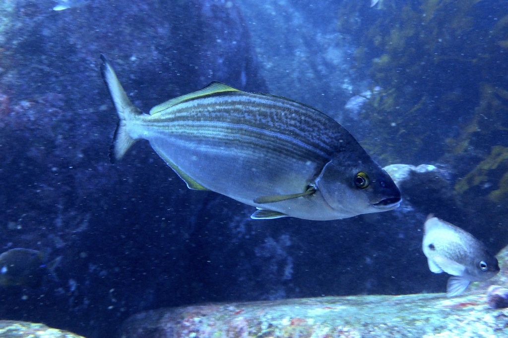 Bastard Trumpeter from South Pacific Ocean, Stieglitz, TAS, AU on June ...