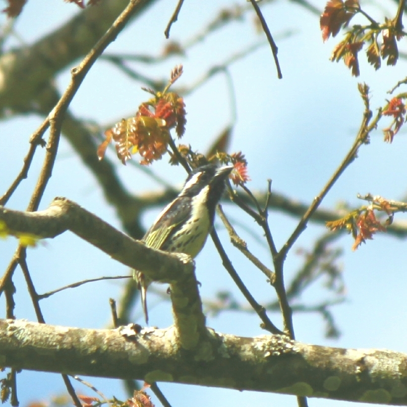 Spot-flanked Barbet from Taita-Taveta County, Kenya on December 18 ...