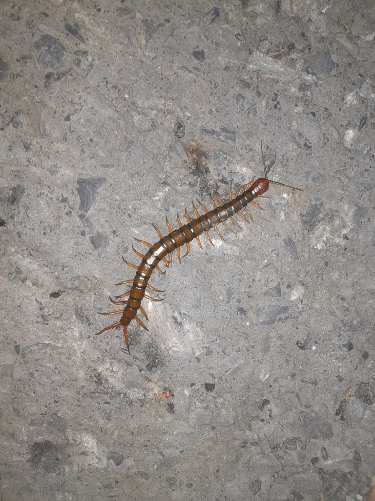 Chinese Red-headed Centipede from 957台灣台東縣海端鄉利稻村 on June 22, 2023 at 11 ...